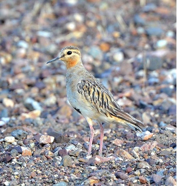 Playa Penino y las Aves migratorias | Uruguaypordentro